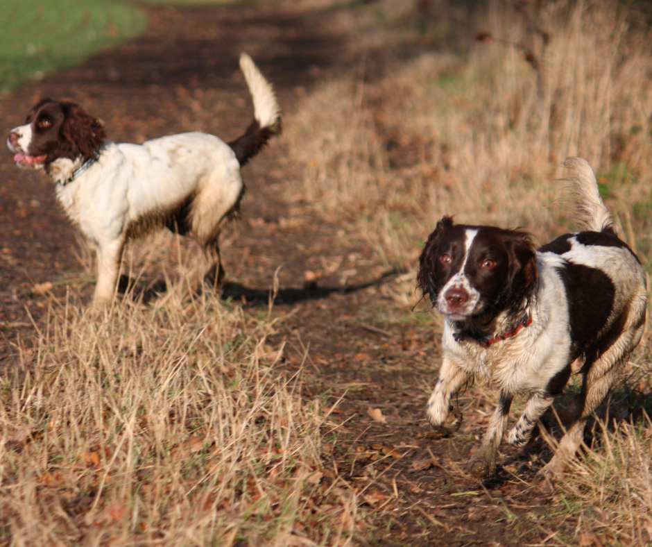 Criadores de Springer Spaniel Inglés - Venta de cachorros