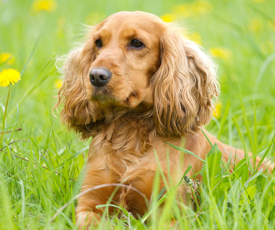 Criadores de Cocker Spaniel